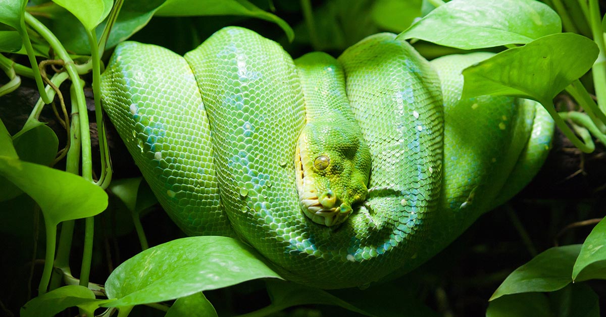 Jiwe La Nyoka Na Utapeli Mwengineo - Decima HealthPoint